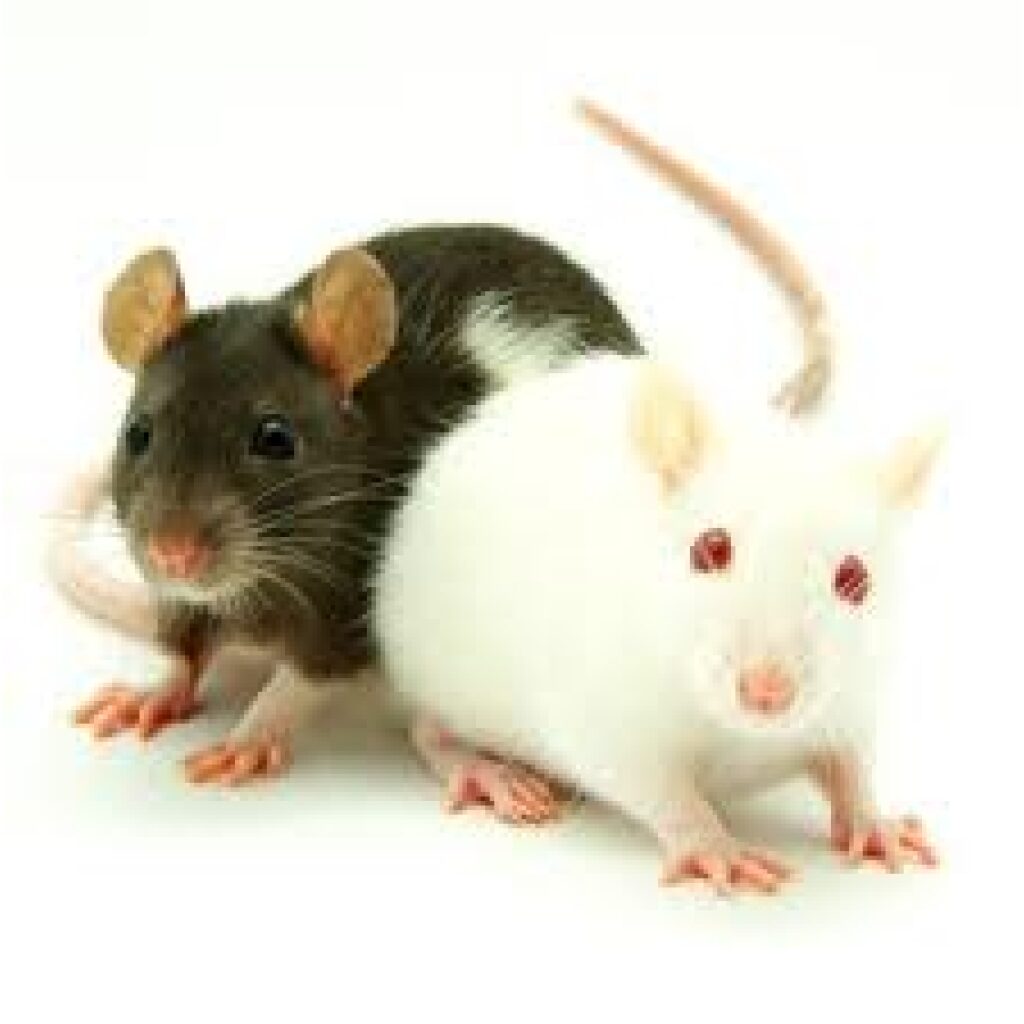 Live Rats - The Dragon Lair