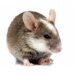 Live African Soft Fur Rats - The Dragon Lair