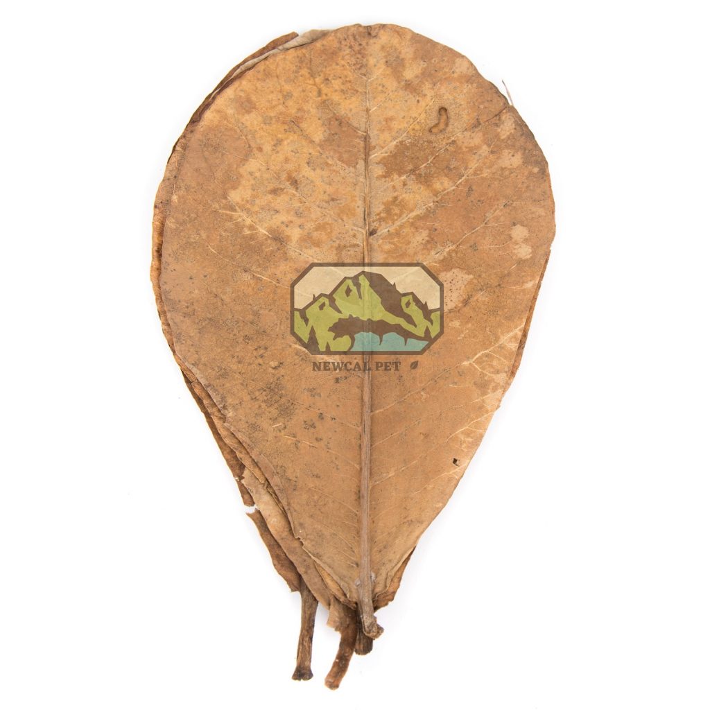 JRP Indian Almond Leaves - Mixed Sizes - The Dragon Lair