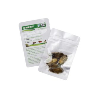 Packaged Insects - The Dragon Lair