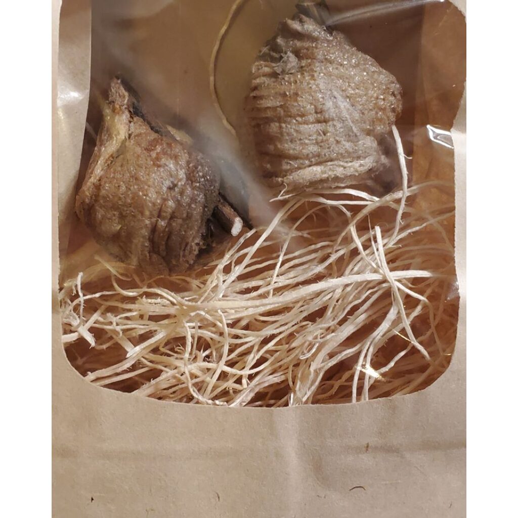 Praying Mantis Ootheca(egg sack) - The Dragon Lair