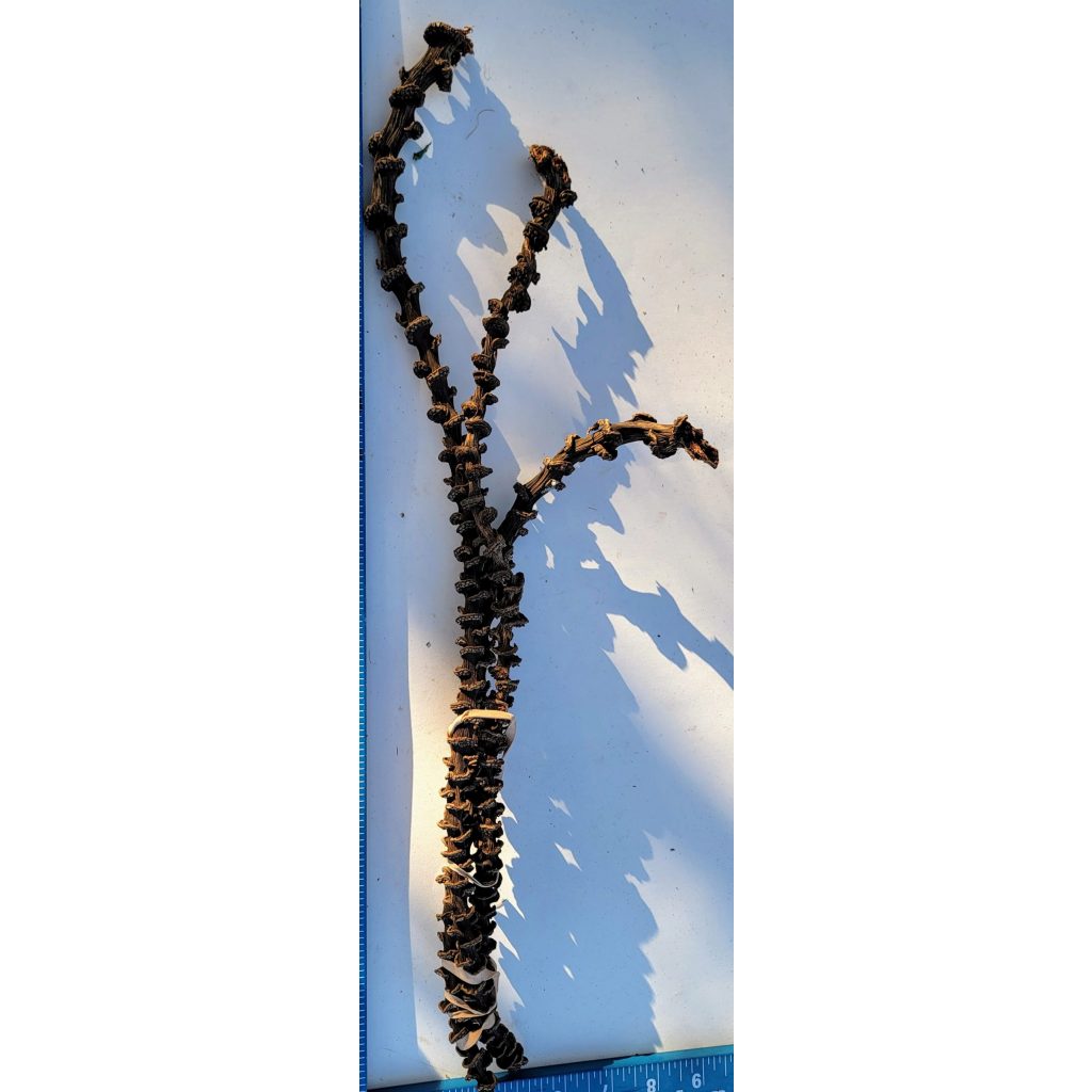 JRP Musa Stick 14 - 18" (3pk) - The Dragon Lair