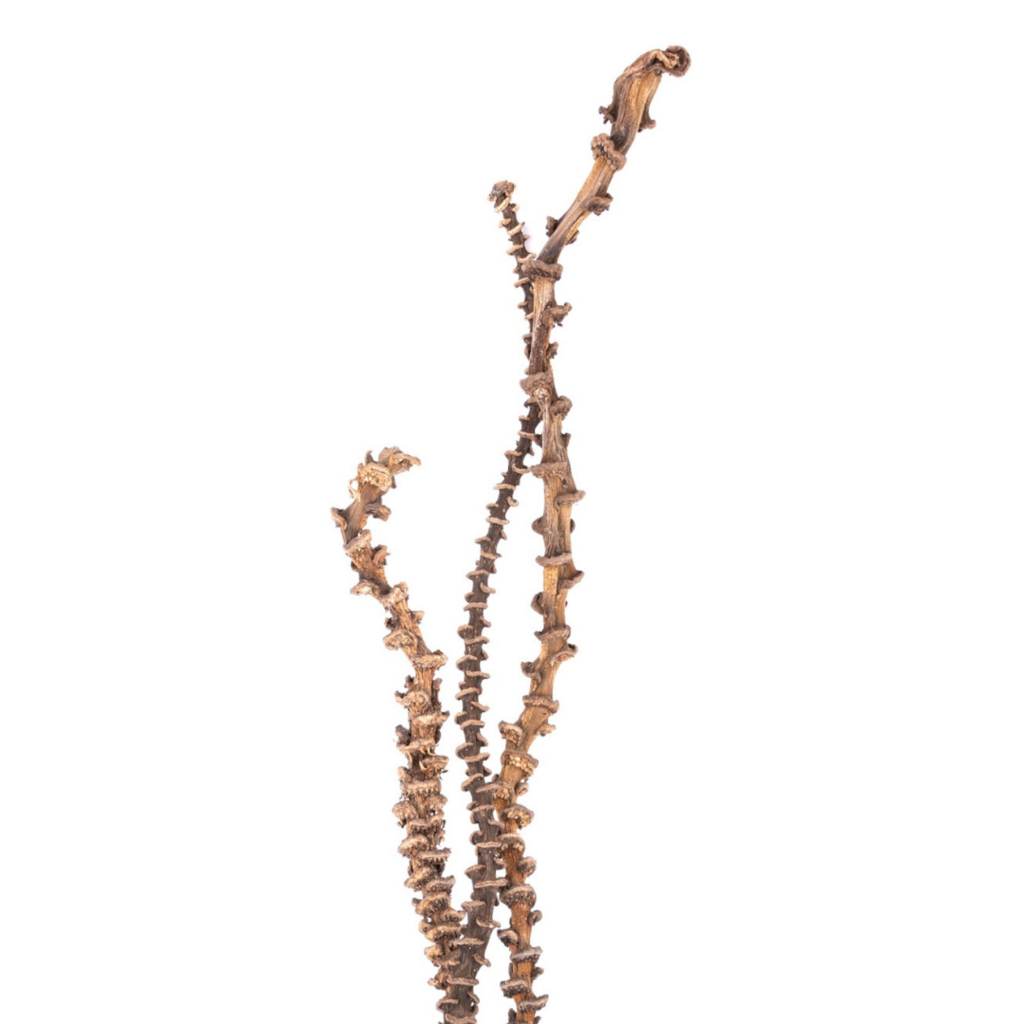 JRP Musa Stick 14 - 18" (3pk) - The Dragon Lair