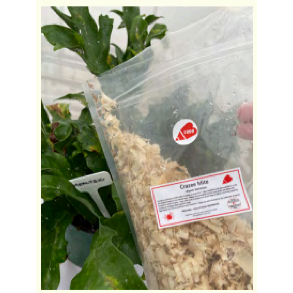 Crazee Mite (Anystis Baccarum) - The Dragon Lair