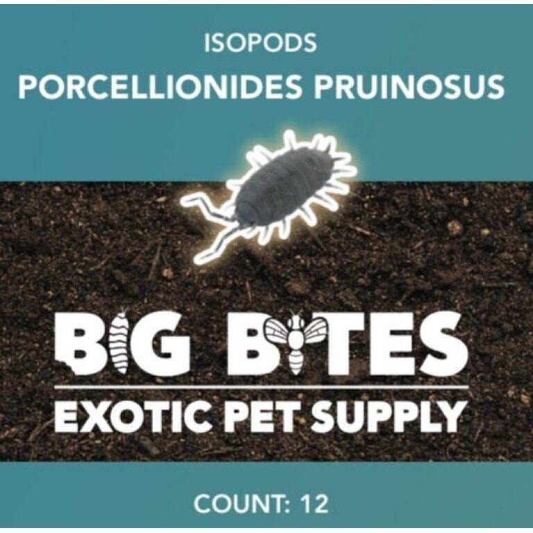 Big Bites Pruinosus 'Powder Blue' Isopods (12pk) - The Dragon Lair